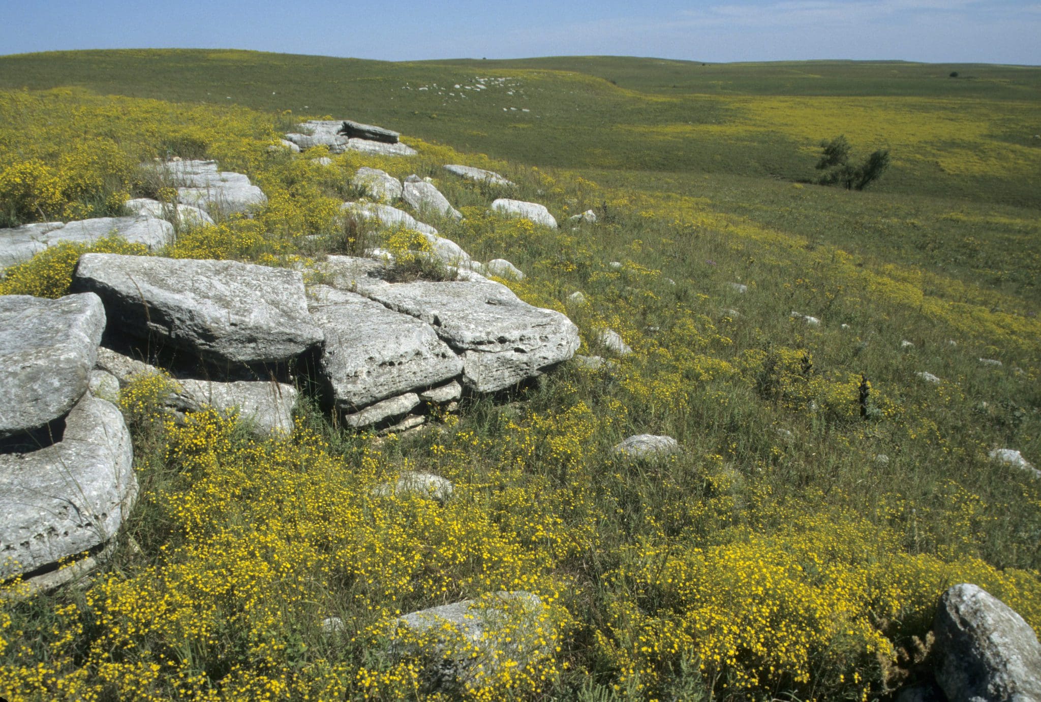 Home | Kansas Wildscape Foundation