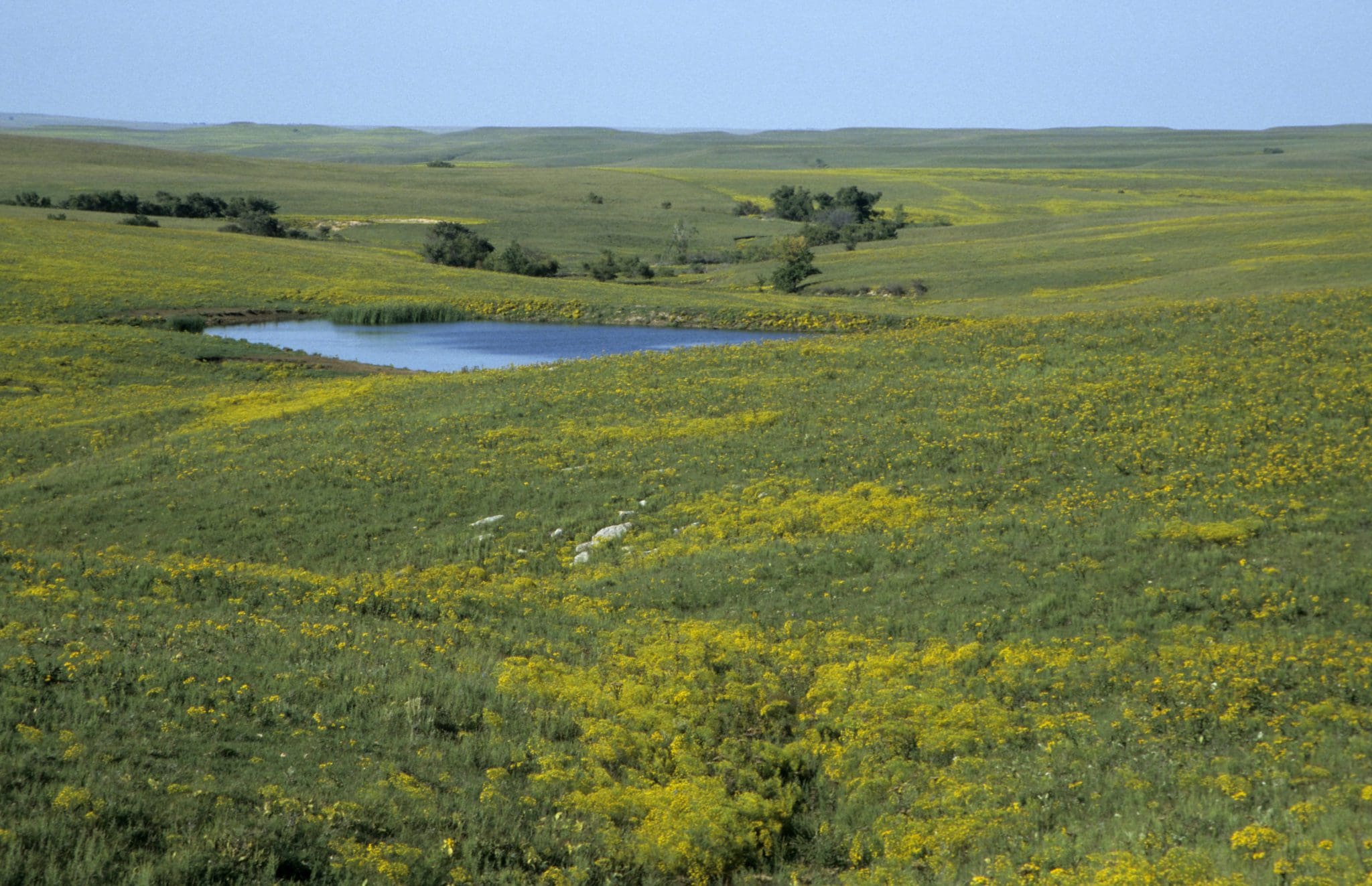 Home | Kansas Wildscape Foundation