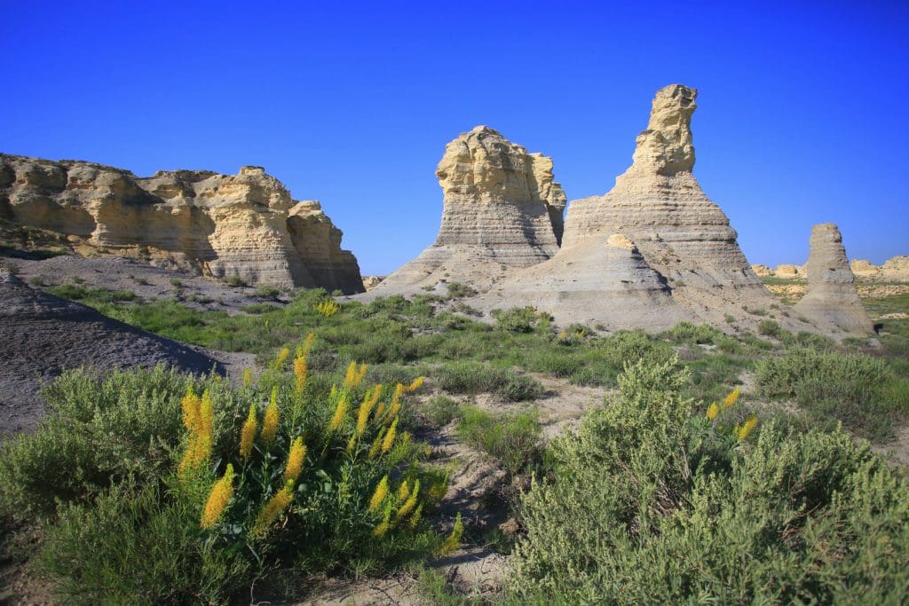 Home | Kansas Wildscape Foundation